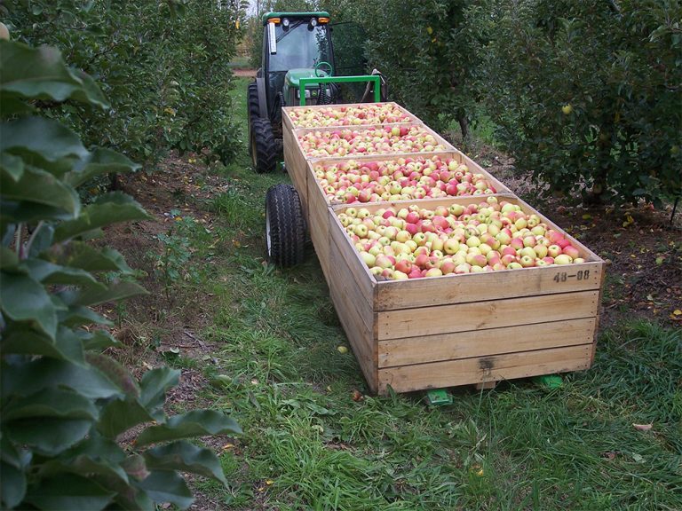 Orchard Bin Loaders - Ben Wye Engineering
